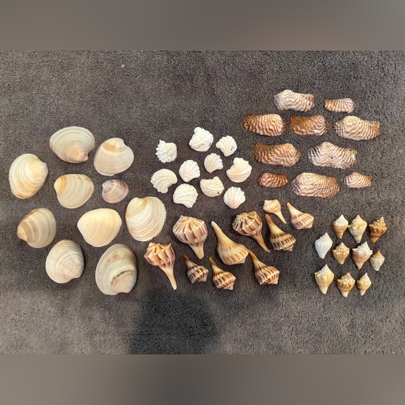 Accents | Assorted Seashell Collection 5 Mix Lot Sanibel Island Shells ...